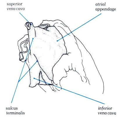 Anatomy of the Heart